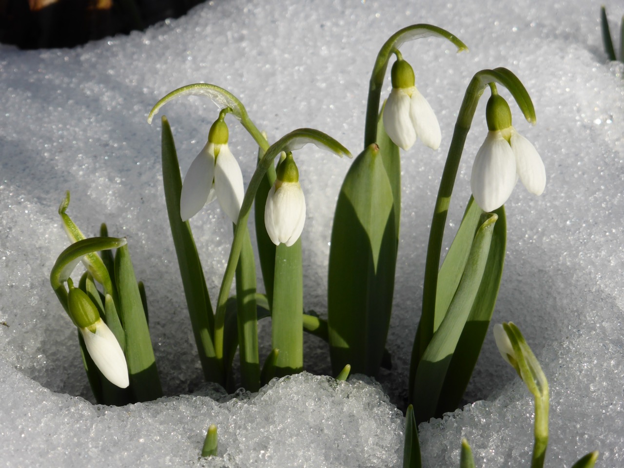 Vårbilder från Bergslagen | Bergslagsbilder